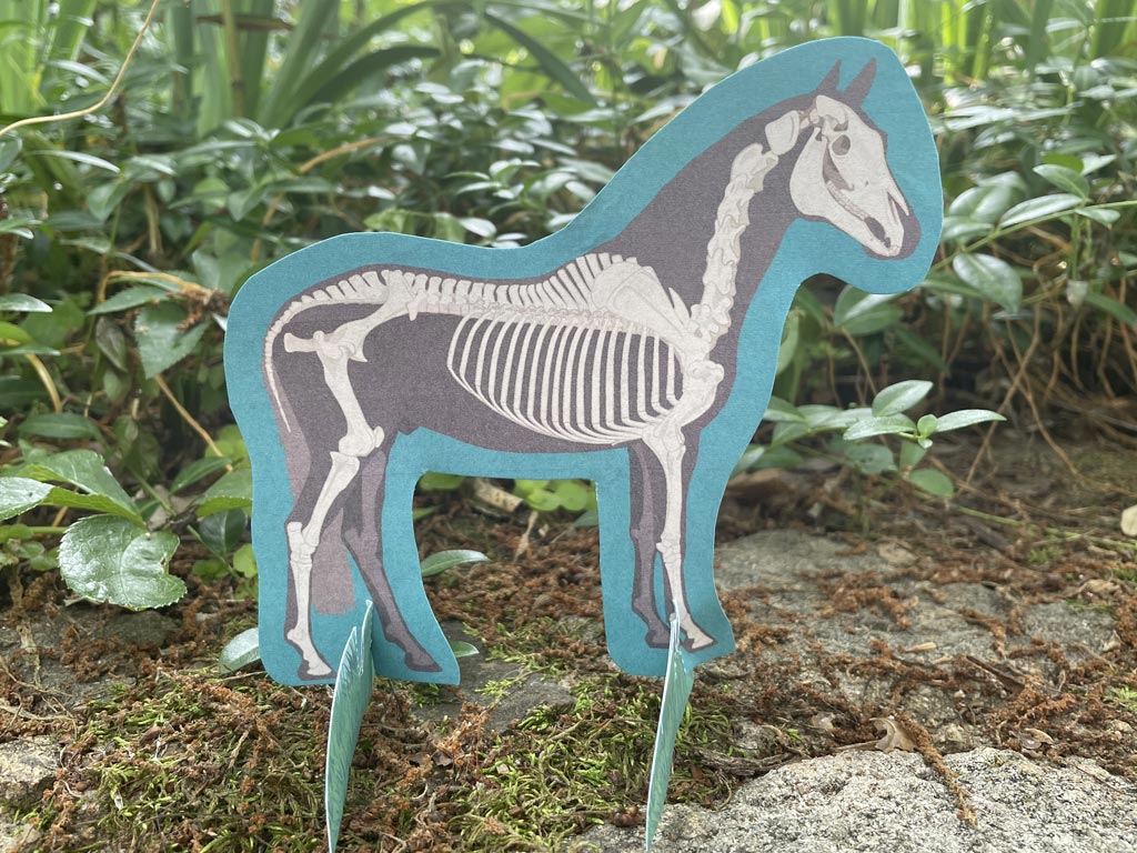 Horse Anatomy Craft Printable Download - Allpony